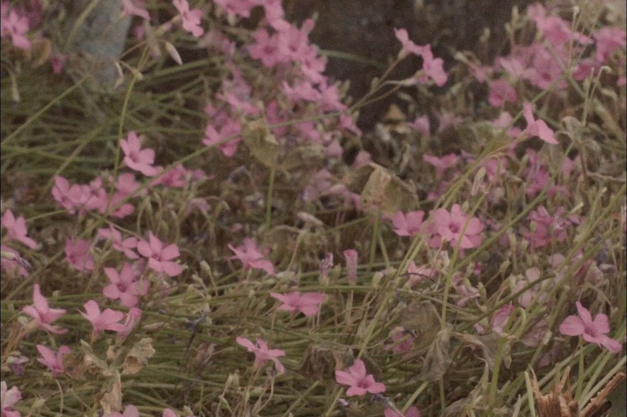 [website coming soon] — Whispering Nature